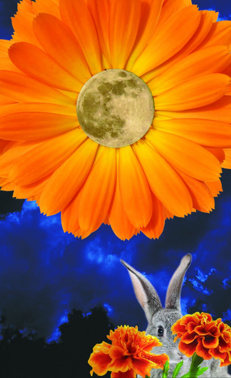The Effect of Gamma Rays on Man-In-The-Moon Marigolds - Niagara ...